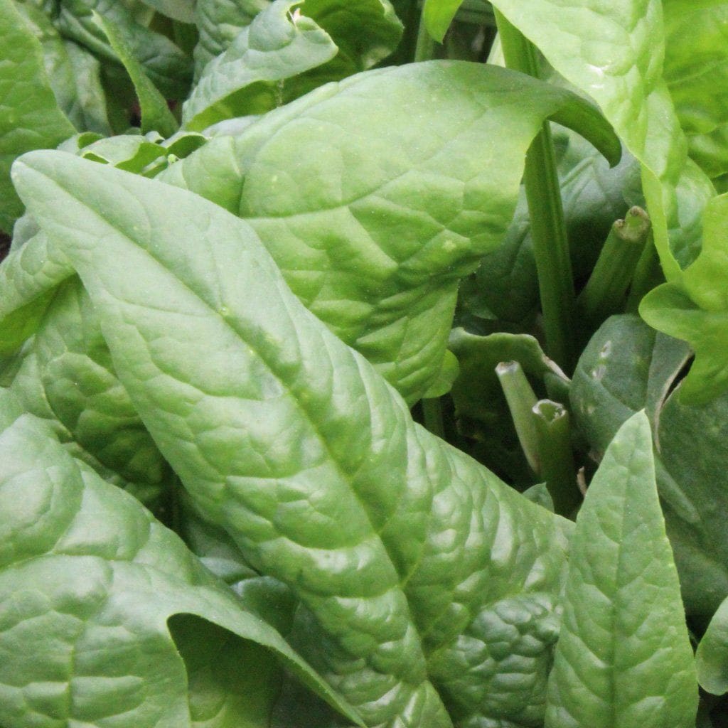 Seeds For Giant Winter Spinach Spinacia Oleracea Amkha Seed